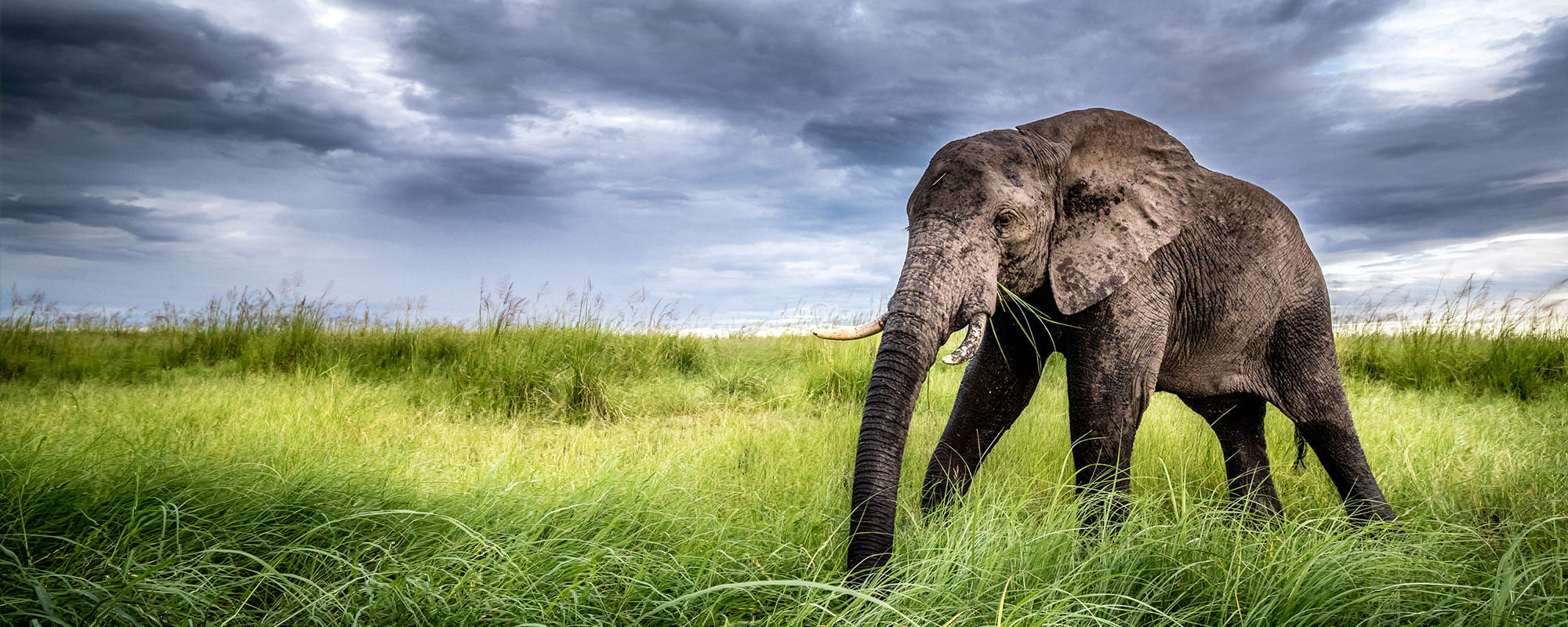 The Story of Pangolin Photo Safaris - Where and how it all began.